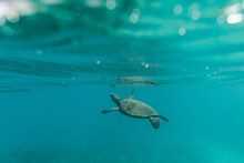 Tortoise Float Free Stock Photo - Public Domain Pictures