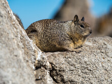 Fat Ground Squirrel Free Stock Photo - Public Domain Pictures