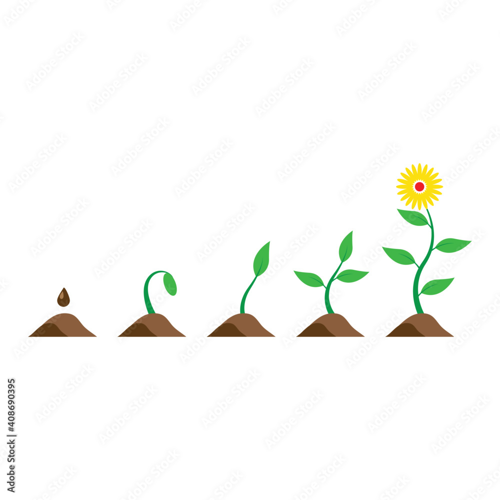 Phases plant growing. Vector illustration Stock Vector | Adobe Stock