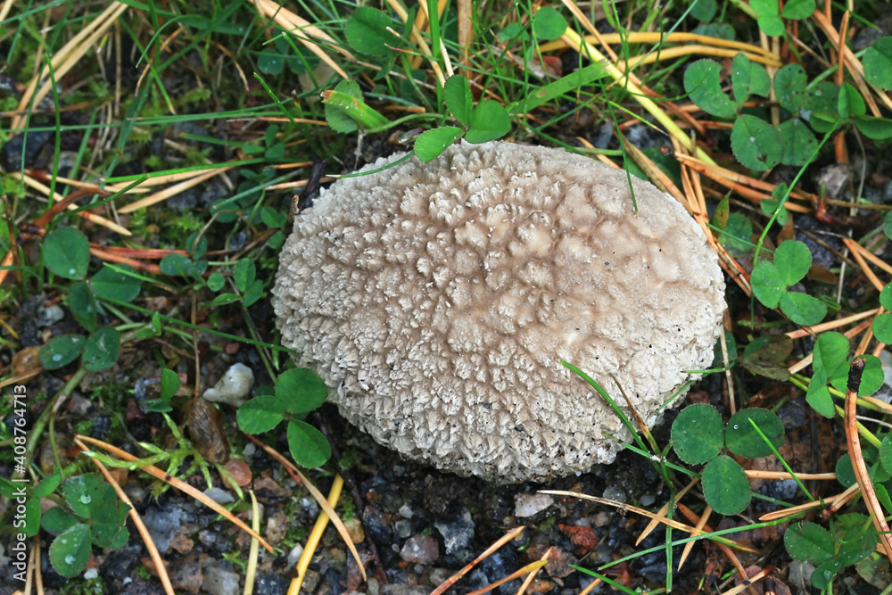 Lycoperdon utriforme, also called Calvatia caelata and Handkea ...