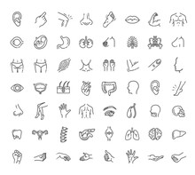 Anatomy Doodles Free Stock Photo - Public Domain Pictures