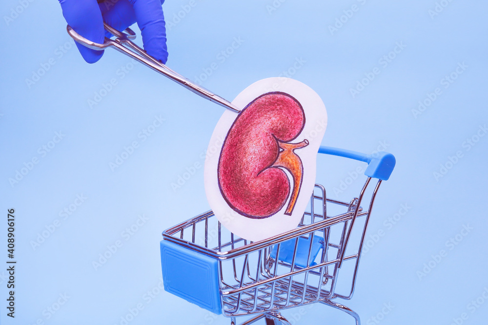 selling or buying a donor kidney. Stock Photo | Adobe Stock