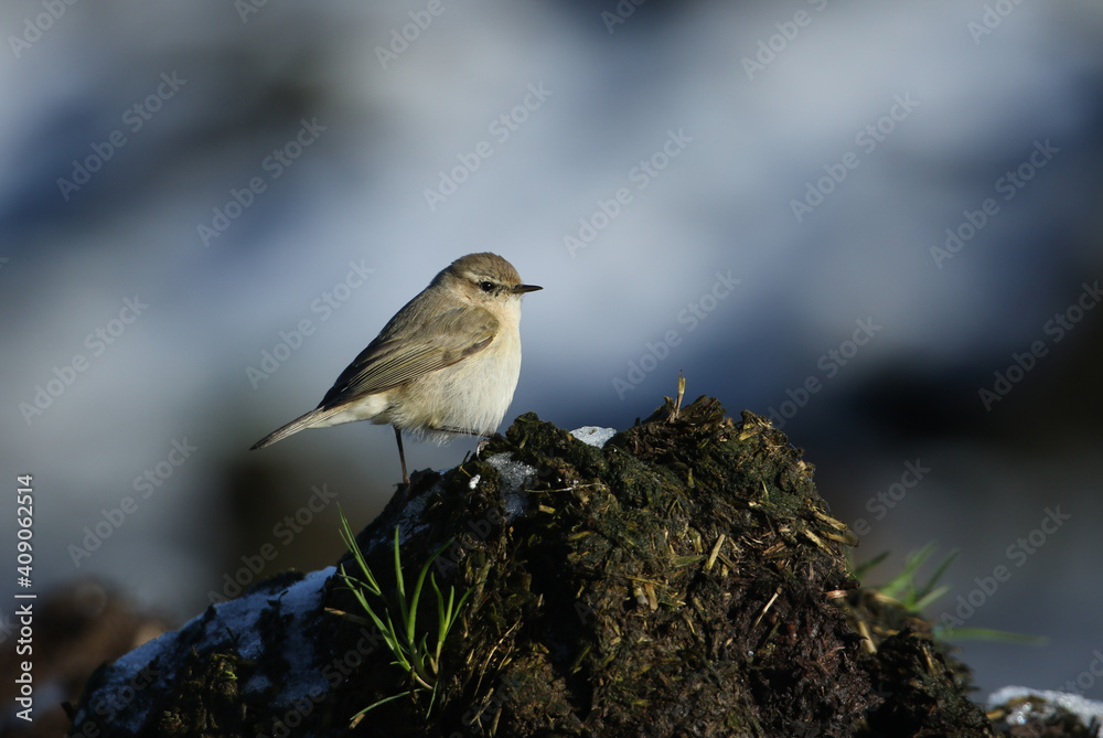Stock-Foto „A rare Siberian Chiffchaff, Phylloscopus collybita tristis ...