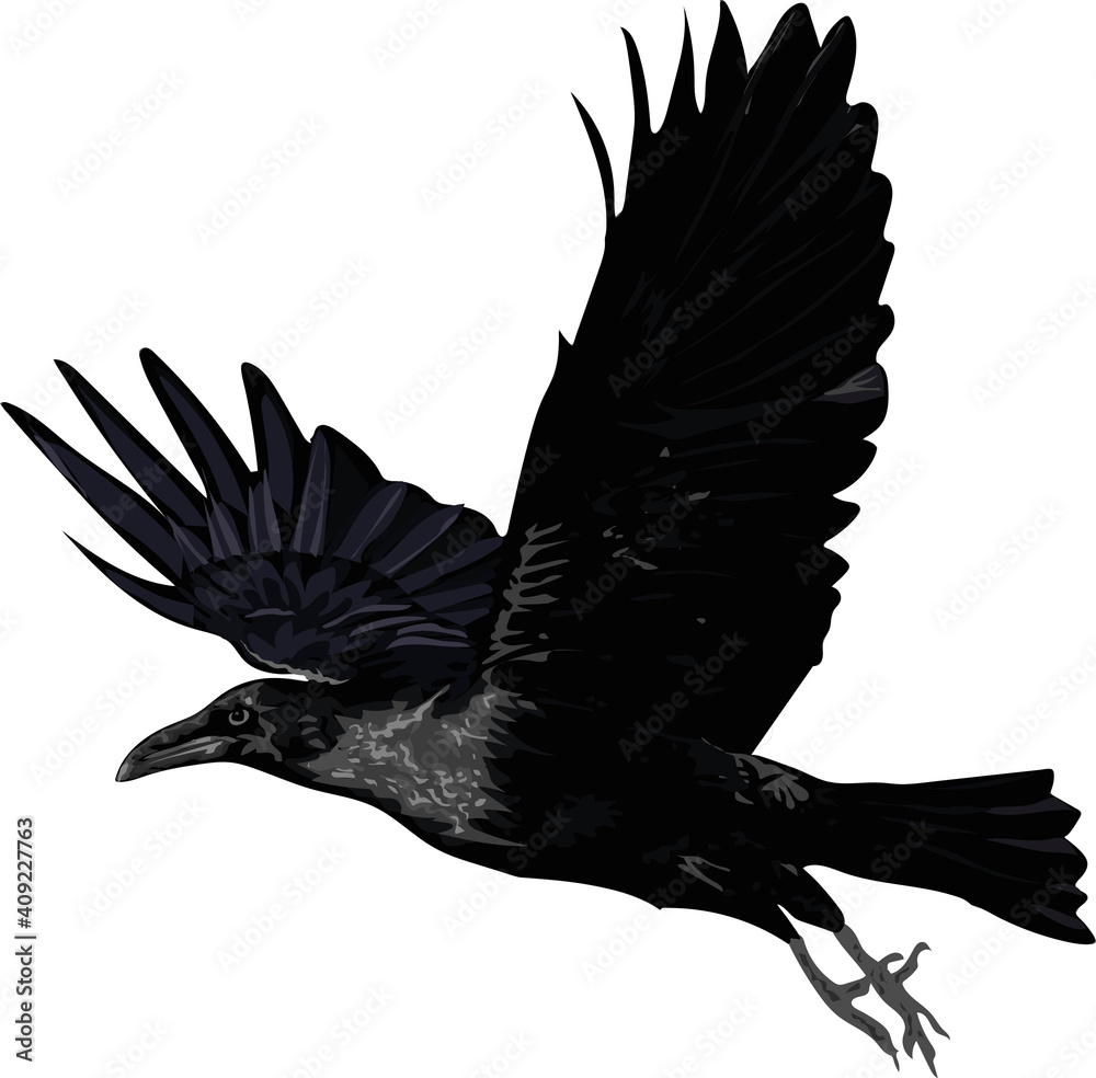 Realistic vector raven - Flying vector isolated Stock Vector | Adobe Stock
