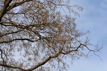 Japanese Pagoda Tree Free Stock Photo - Public Domain Pictures