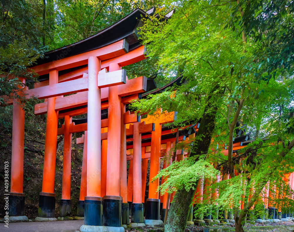 Japan. Torii temple Fushimi Inari in the forest. Orange gate among the ...
