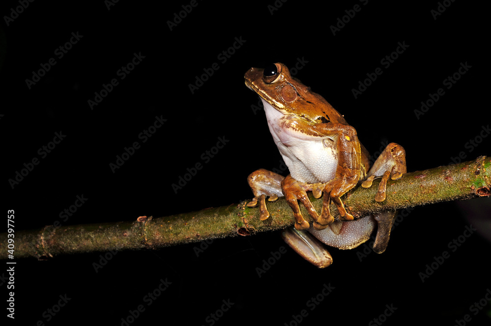 Sri Lanka whipping frog // Sri Lanka Ruderfrosch (Polypedates cruciger ...