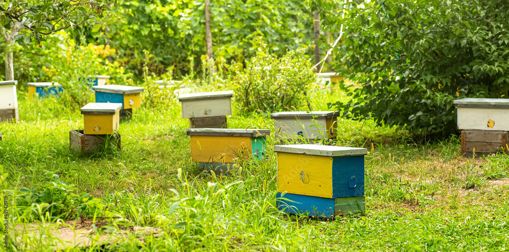 Lots of little yellow nuc, nuc hive among grass in spring. inseminators ...