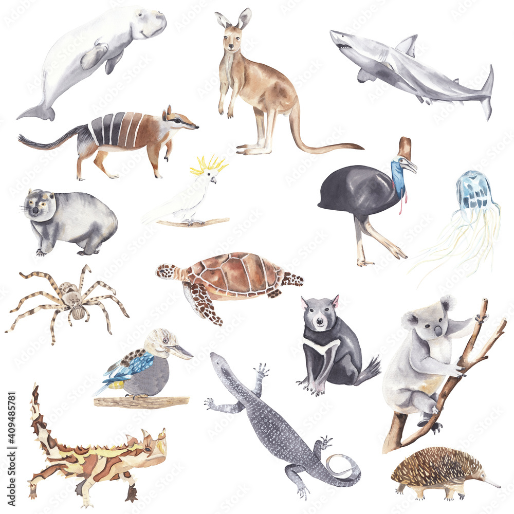 Watercolor australian animals clipart Hand painted hand drawn wild ...