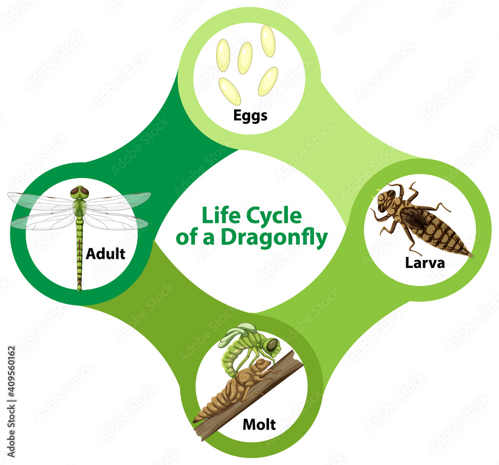 Diagram showing life cycle of Dragonfly Stock Vector | Adobe Stock