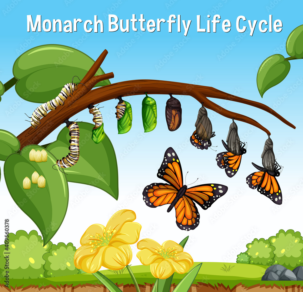 Scene with Monarch Butterfly Life Cycle Stock Vector | Adobe Stock