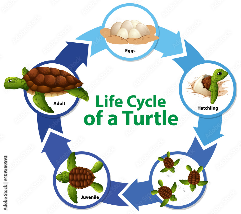 Diagram showing life cycle of Turtle Stock Vector | Adobe Stock