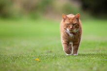 On The Prowl Free Stock Photo - Public Domain Pictures