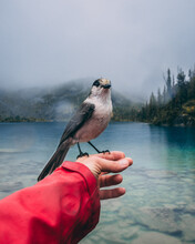 A Bird In The Hand Free Stock Photo - Public Domain Pictures