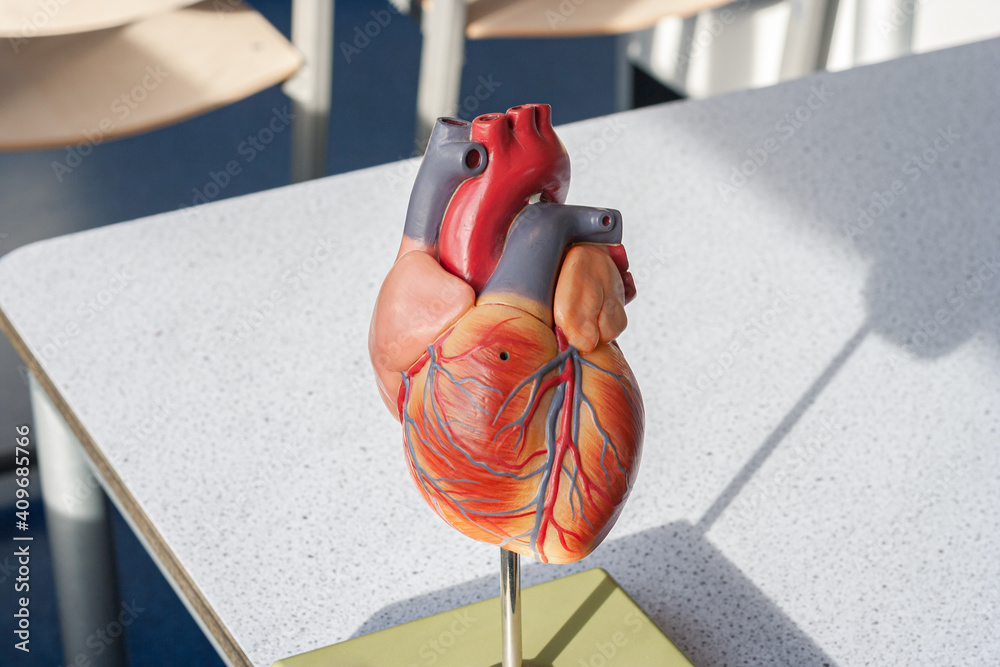 Demonstration model of a human heart, used in biology class Stock Photo ...