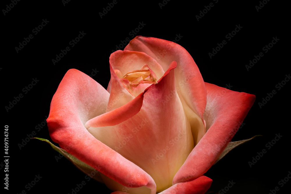 Macro view of the garden rose in the low key light on black background ...
