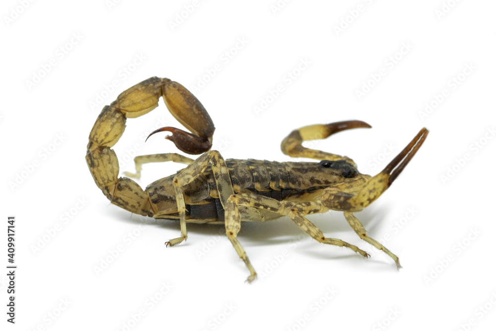 Chinese Swimming Scorpion is considered the most widespread and common ...