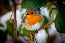 European Robin Bird Portrait Photo Free Stock Photo - Public Domain ...