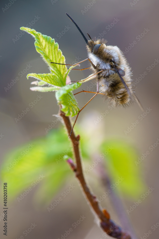 Buzz flies, one of the very first insects to appear together with the ...