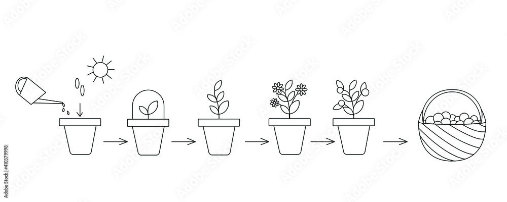 Vetor Schematic representation of planting and growing a plant in a pot ...
