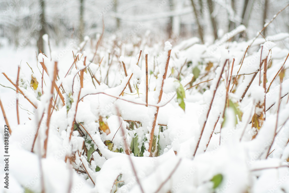 Snow-covered branches of pruned bushes in the park. Close-up of frozen ...