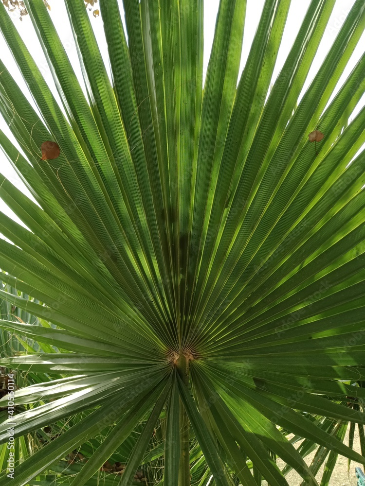 Chinese Fan Palm, Livistona chinensis, Areca, Dypsis lutescens,Ravenea ...