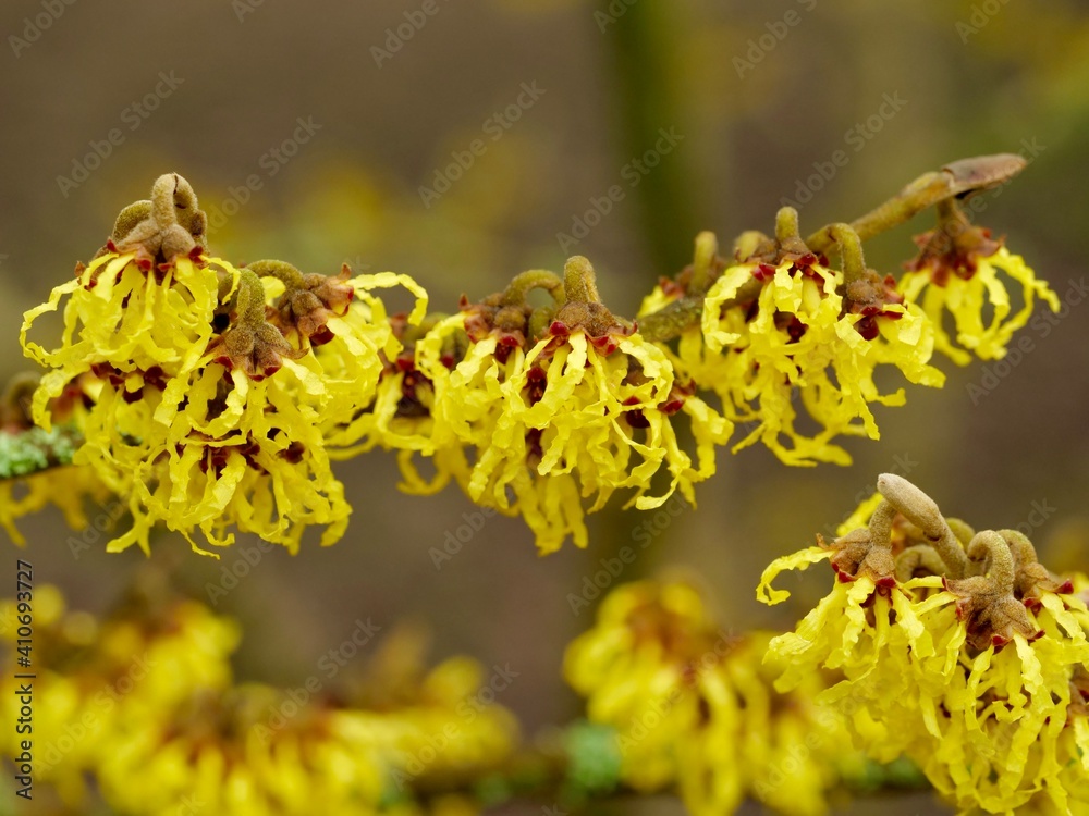 Flowers of Hamamelis mollis blooming in winter. Hamamelis mollis, also ...
