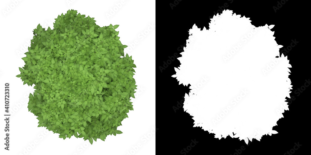 Top view of Catalpa Scop Tree. PNG with alpha channel to cutout. Made ...