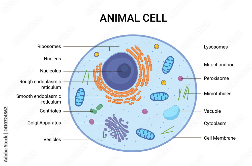 Vector illustration of the Animal cell anatomy structure. Educational ...