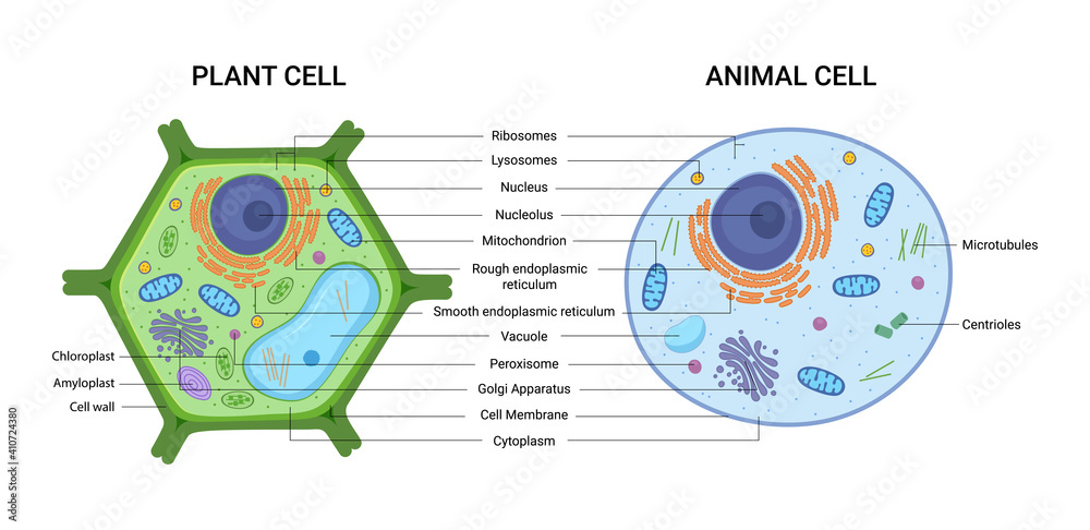 Vector illustration of the Plant and Animal cell anatomy structure ...