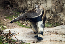 Ant Eater Free Stock Photo - Public Domain Pictures