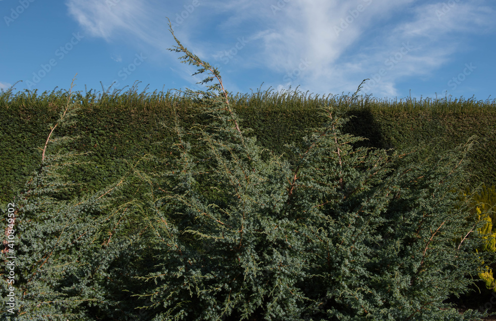 Green Foliage of an Evergreen Chinese Juniper Shrub (Juniperus ...