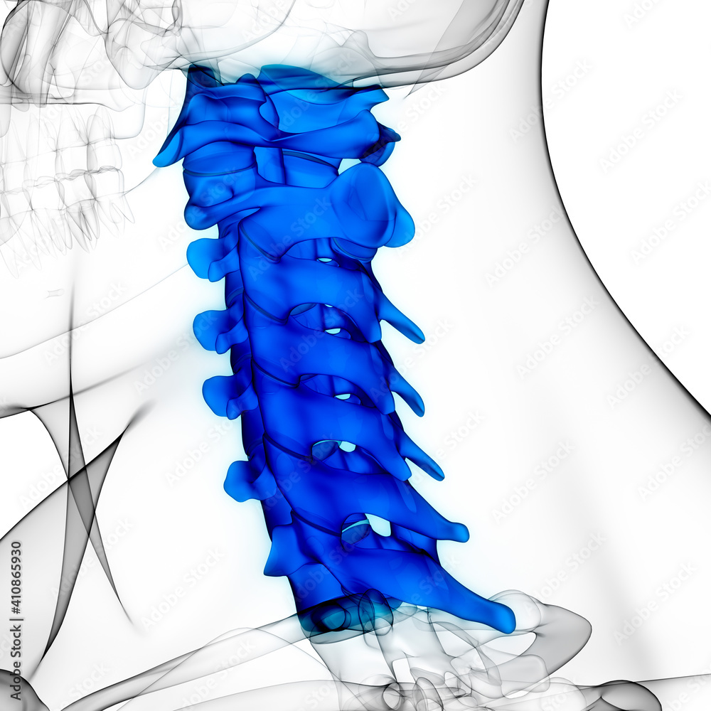 Ilustración de Stock Spinal Cord Vertebral Column Cervical Vertebrae of Human Skeleton System ...