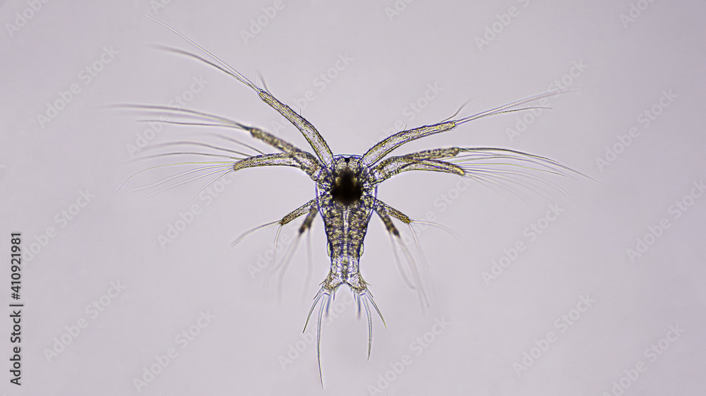 Foto Closeup nauplius stage of vannamei shrimp in light microscope ...