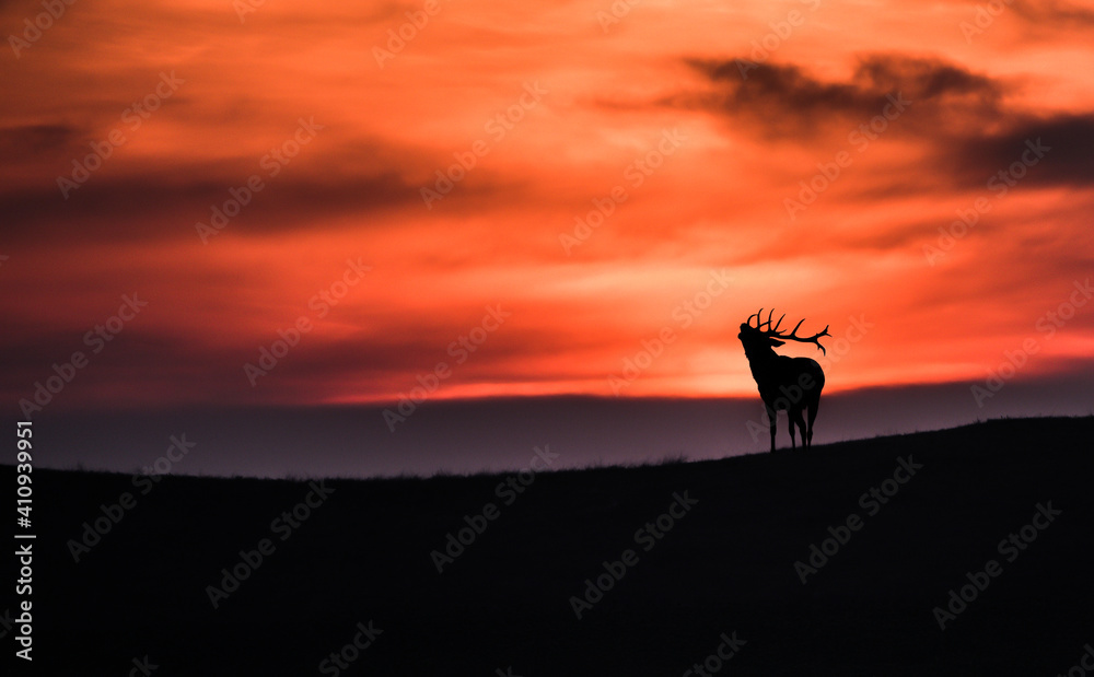 Bugling elk silhouette against orange sunset Stock Photo | Adobe Stock
