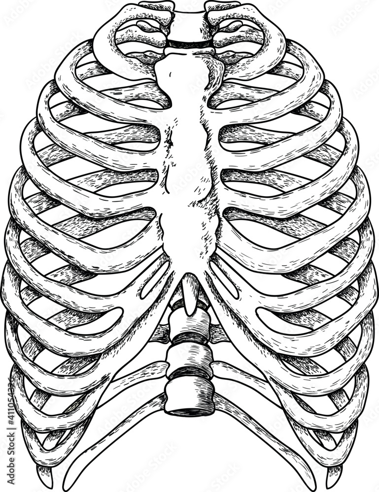 vector illustration of human ribs Stock Vector | Adobe Stock