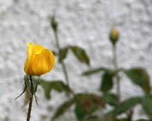 Yellow Rosebud Free Stock Photo - Public Domain Pictures