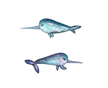 Narwal geïsoleerde Gratis Stock Foto - Public Domain Pictures