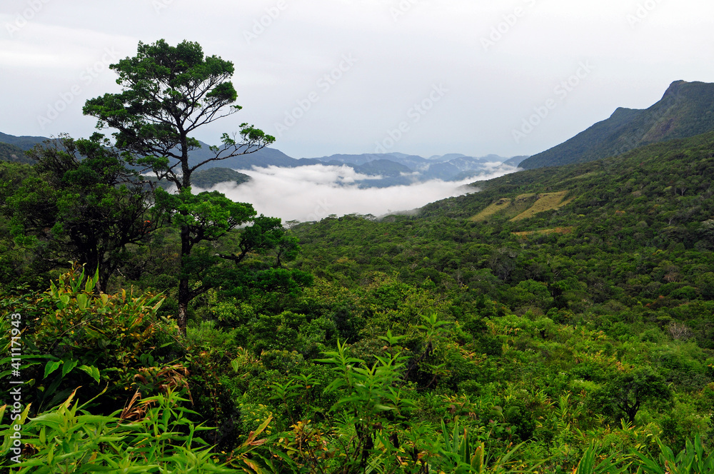 Foto de Stock Tropical Rainforest in Sri Lanka // Tropischer Regenwald ...