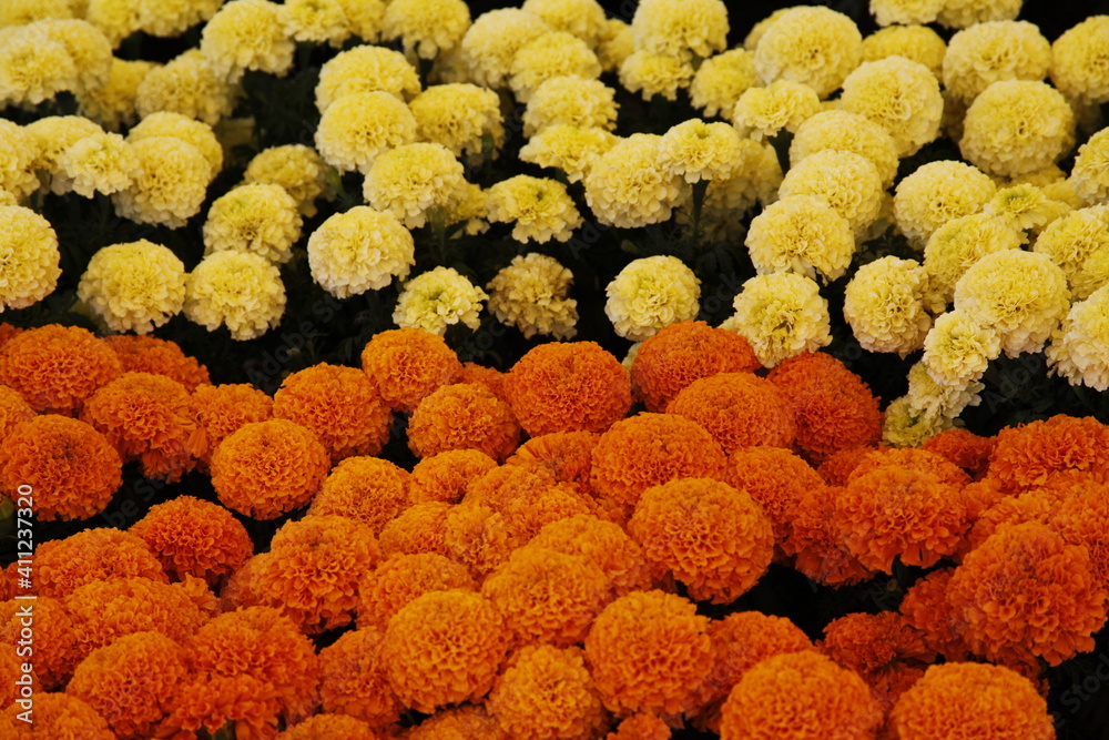 yellow and red flowers flor cempasúchil usada en ofrendas del Día de ...