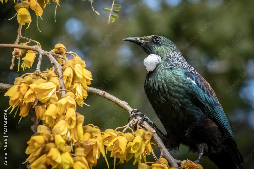 Tui, a native New Zealand songbird, pictured in a flowering native ...