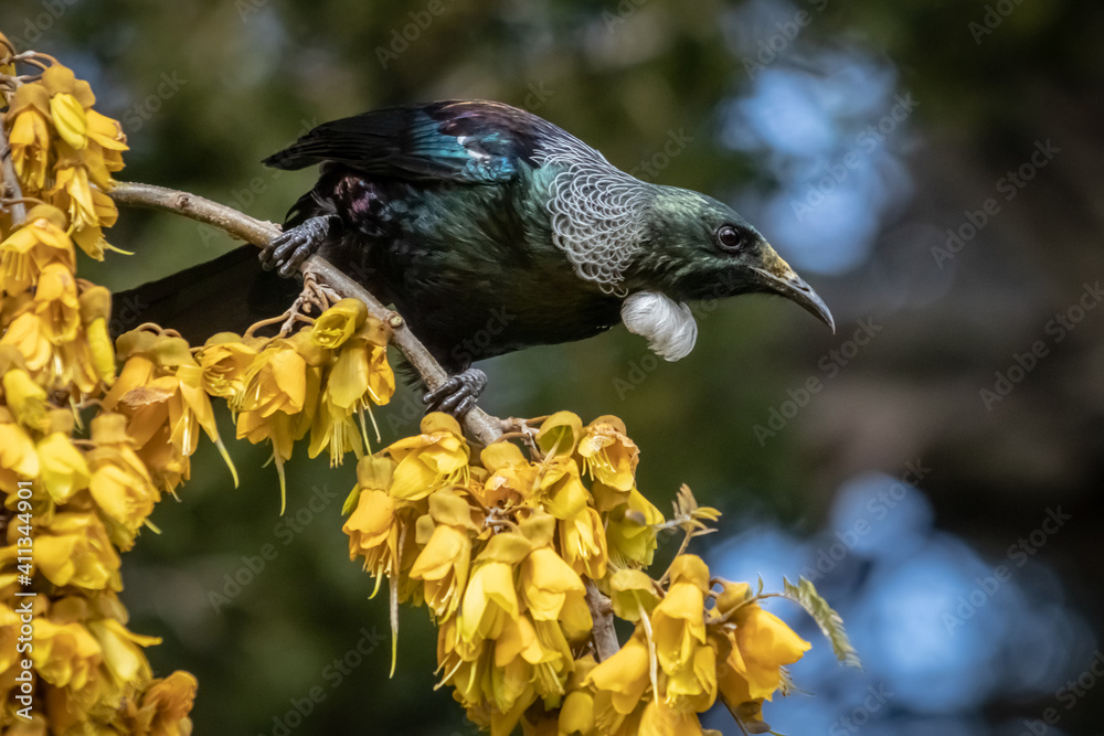 Tui, a native New Zealand songbird, pictured in a flowering native ...