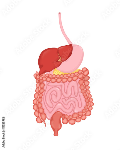 Cartoon digestive system for medical design. Flat vector illustration ...