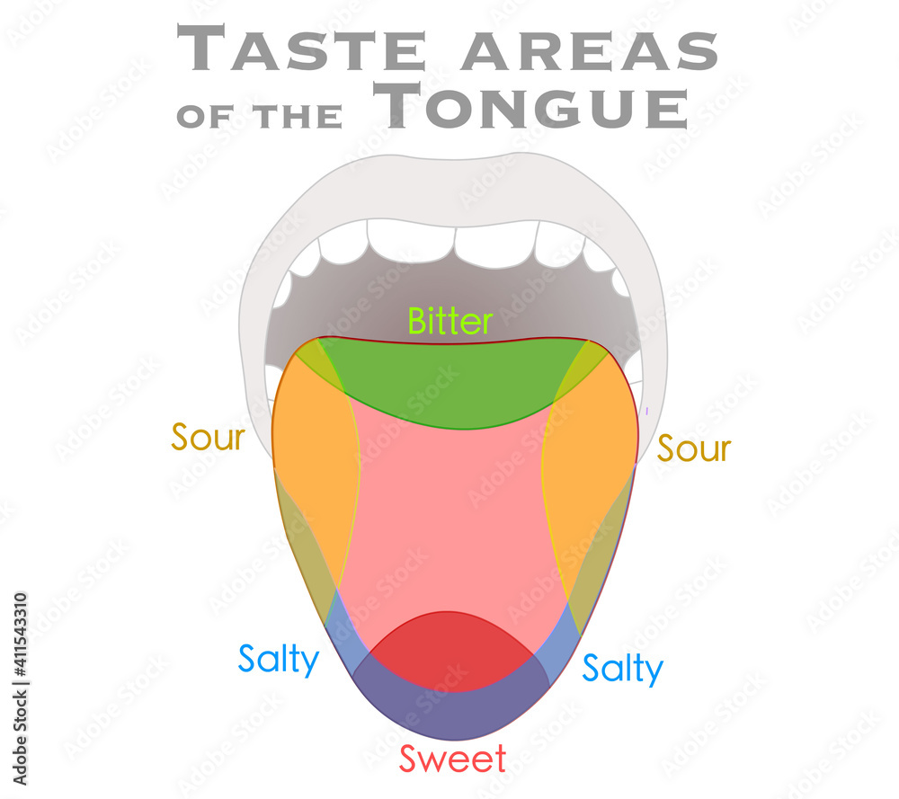 Vector de Stock Tongue, taste areas. Taste map diagram. Schematic ...