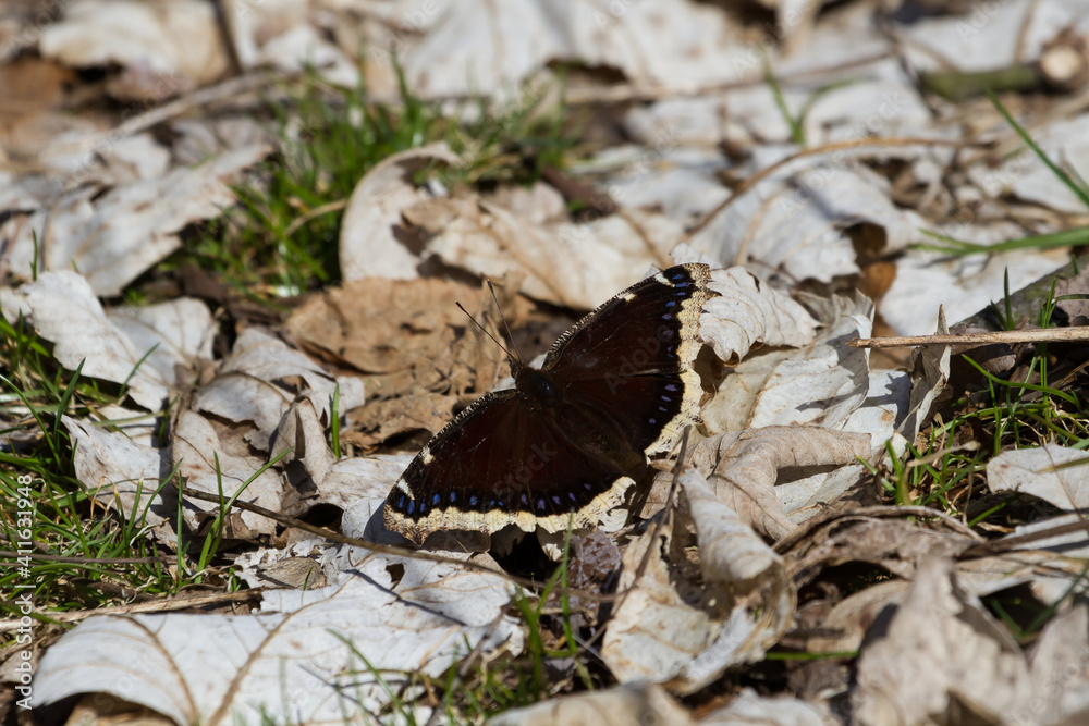 Mourning cloak butterfly sunning its wings on an early spring day after ...