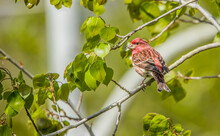 Purple House Finch Flying In Free Stock Photo - Public Domain Pictures