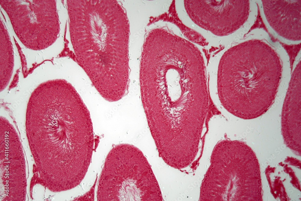 Microscope photo of cells of rabbit testicles Stock Photo | Adobe Stock