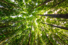 Tree Canopy From Below Free Stock Photo - Public Domain Pictures