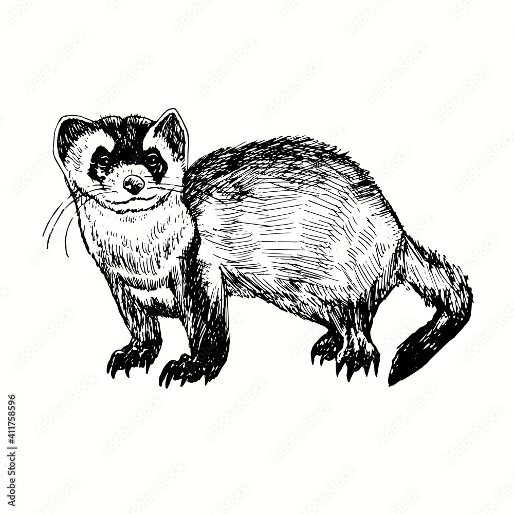 Image vectorielle Stock Hand drawn ferret (Mustela putorius furo ...