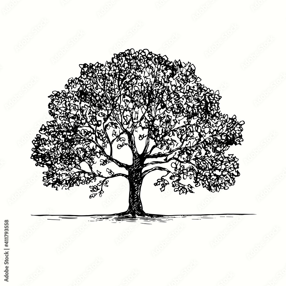 Hand drawn oak tree. Ink black and white drawing. Vector illustration ...